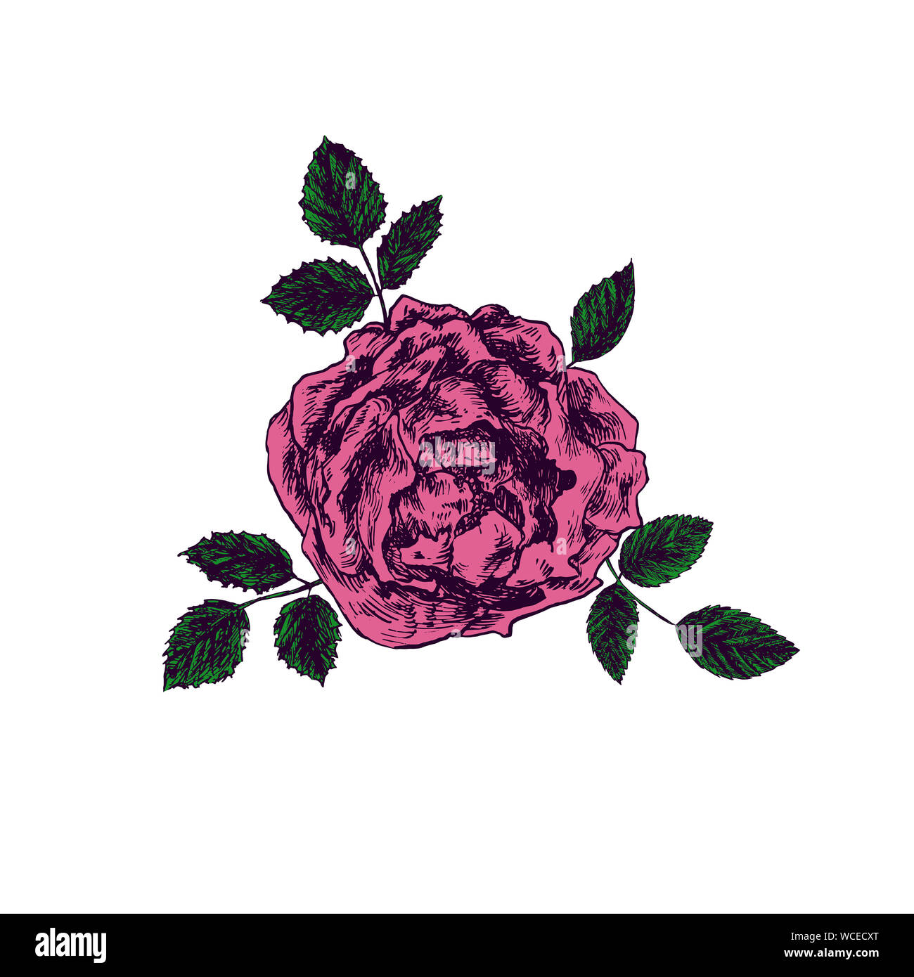 Pink rose flower, leaves and blossom top view, hand drawn doodle ...