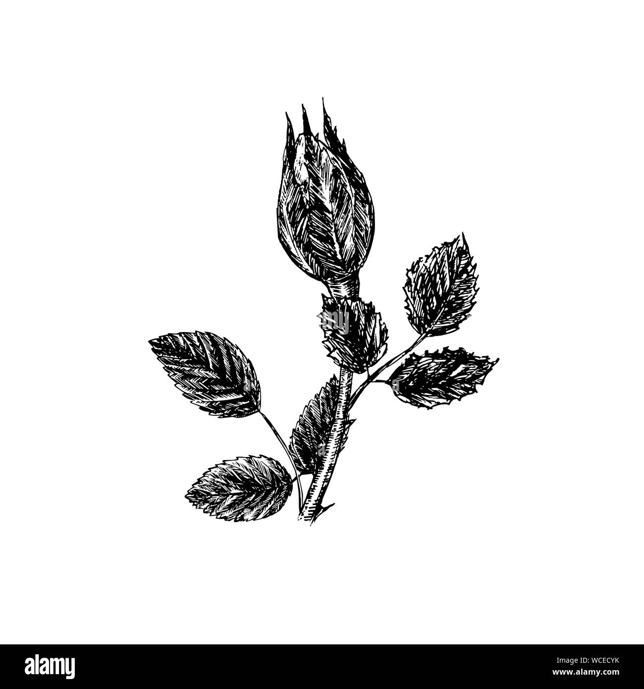 Drawing Of A Rose With Thorns