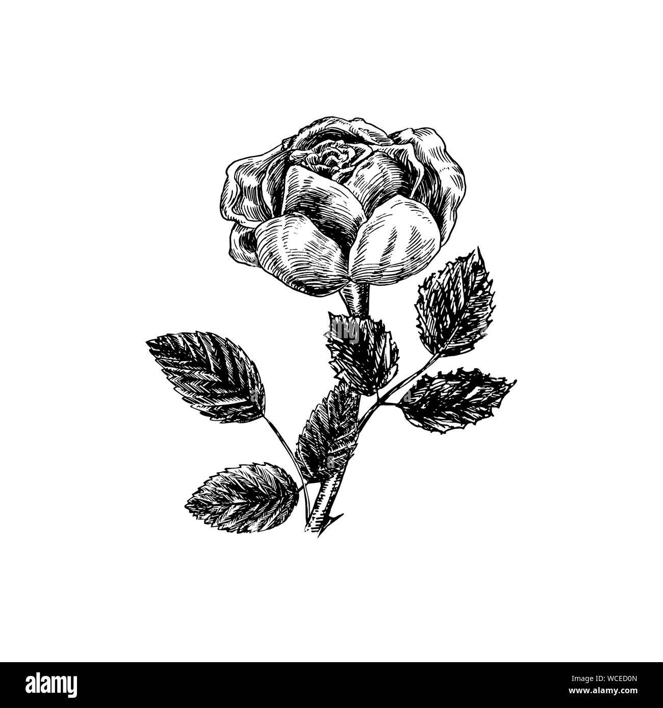White Rose With Stem Drawing