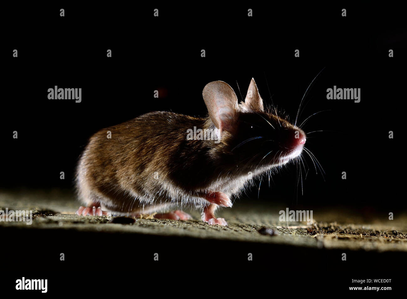 Vertebrate pest species hi-res stock photography and images - Alamy