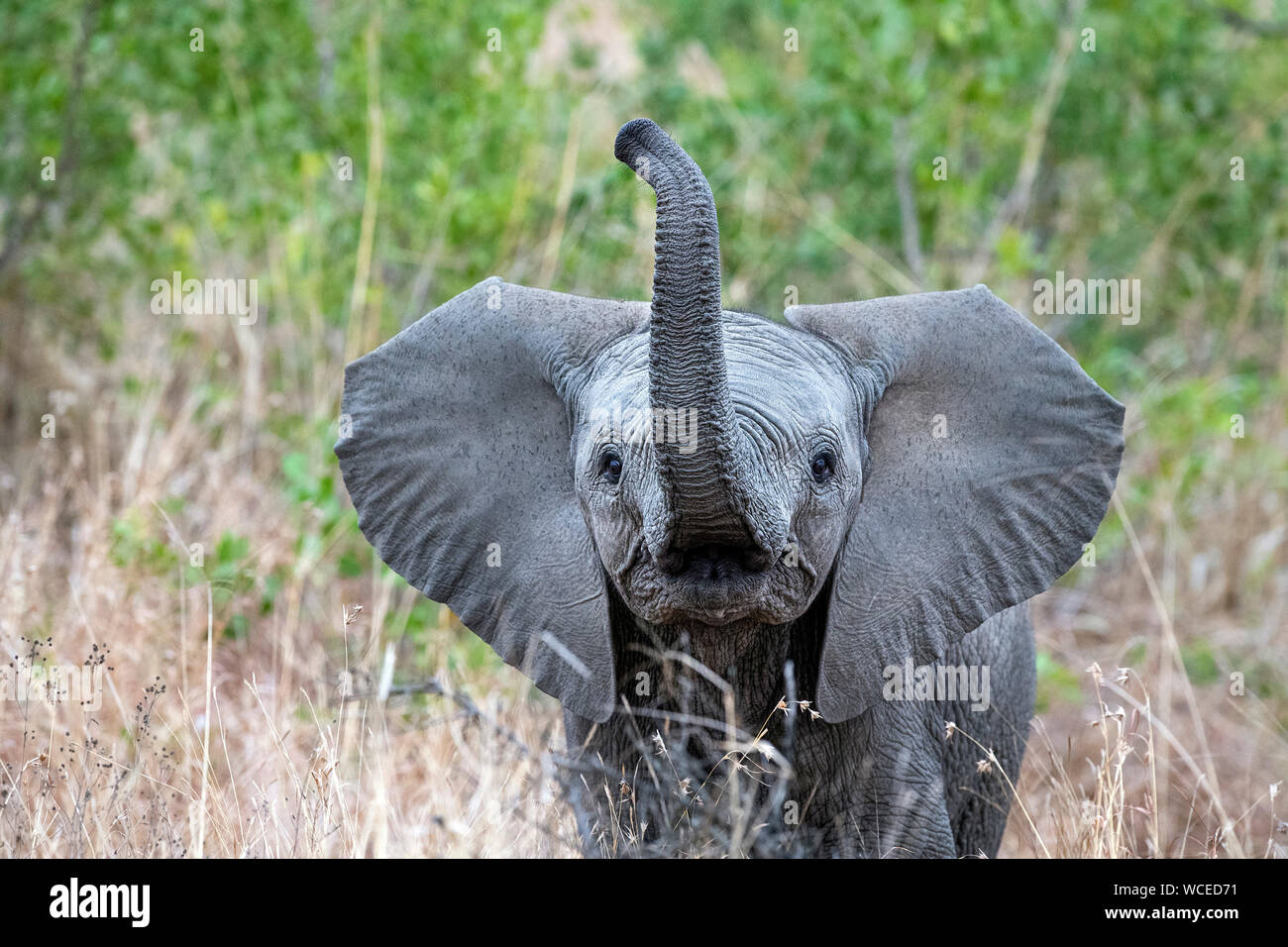 Elephant waving trunk hi-res stock photography and images - Alamy