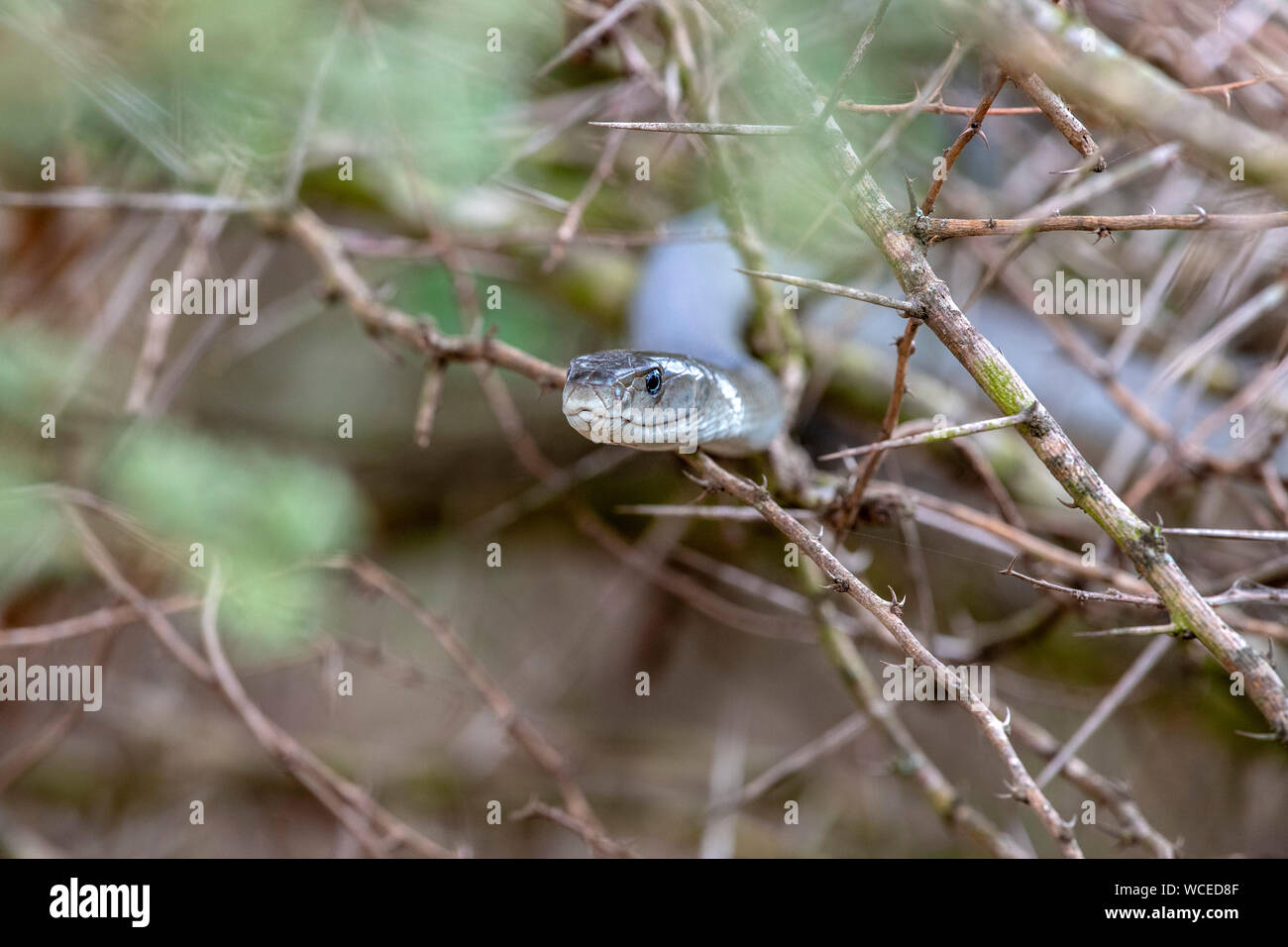 Black mamba mouth open hi-res stock photography and images - Alamy