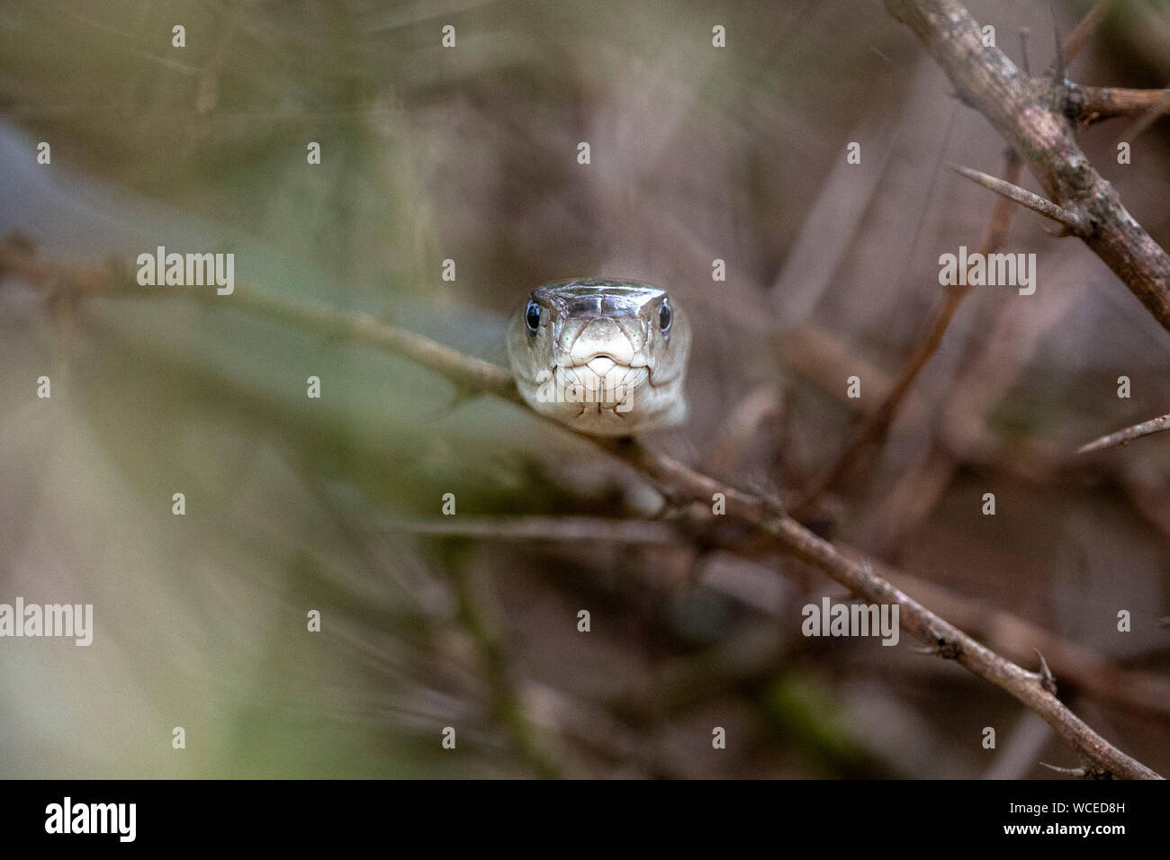 Black mamba snake mouth hi-res stock photography and images - Alamy
