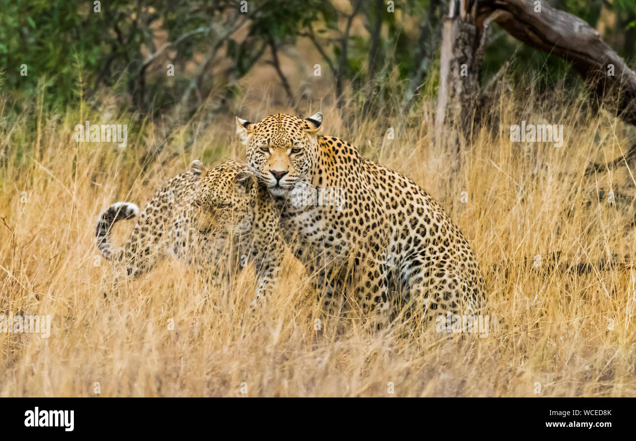 Male and female leopard in tall grass rubbing shoulders Stock Photo - Alamy