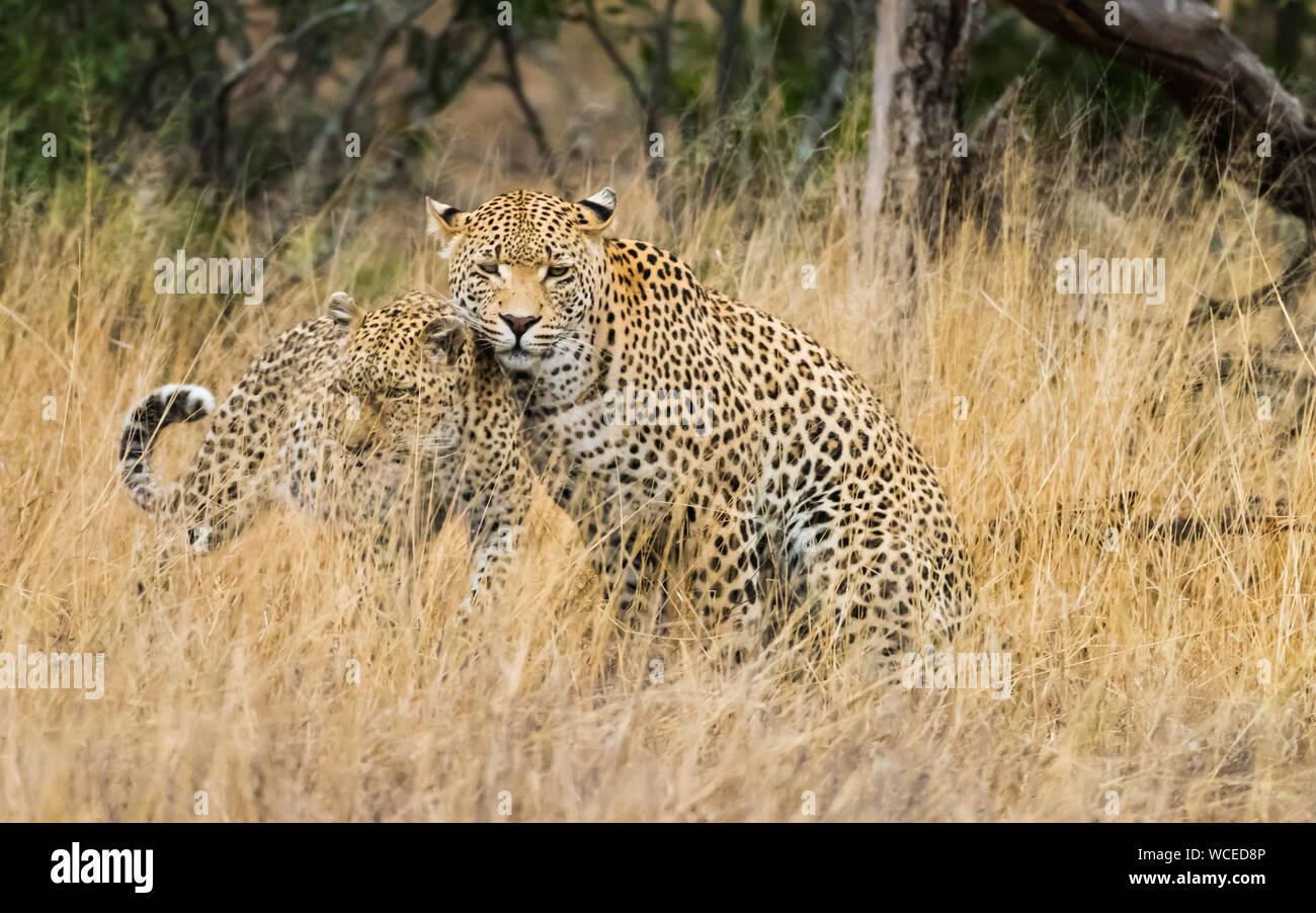 Male and female leopard in tall grass rubbing shoulders Stock Photo - Alamy