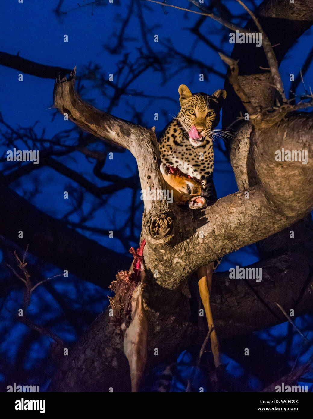 Leopard with kill in tree at night Stock Photo - Alamy