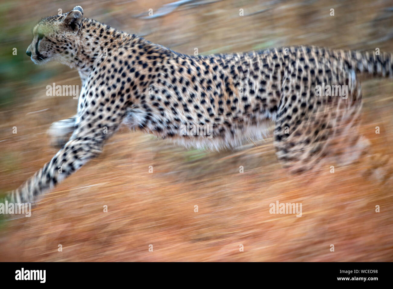 African Cheetah Running
