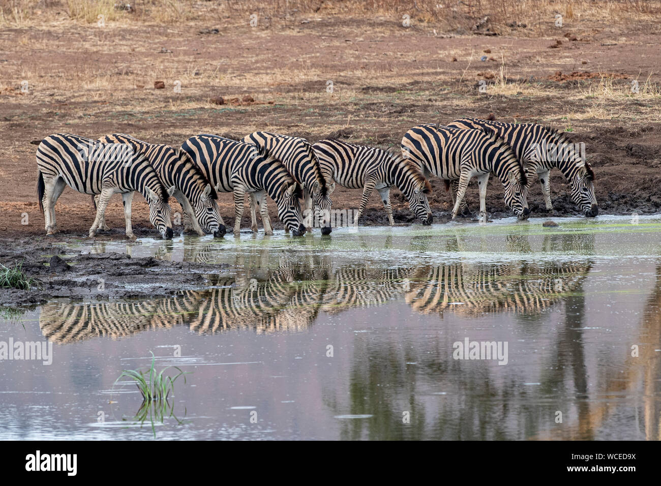 zebra group drinking at the pool in kruger park south africa with water ...