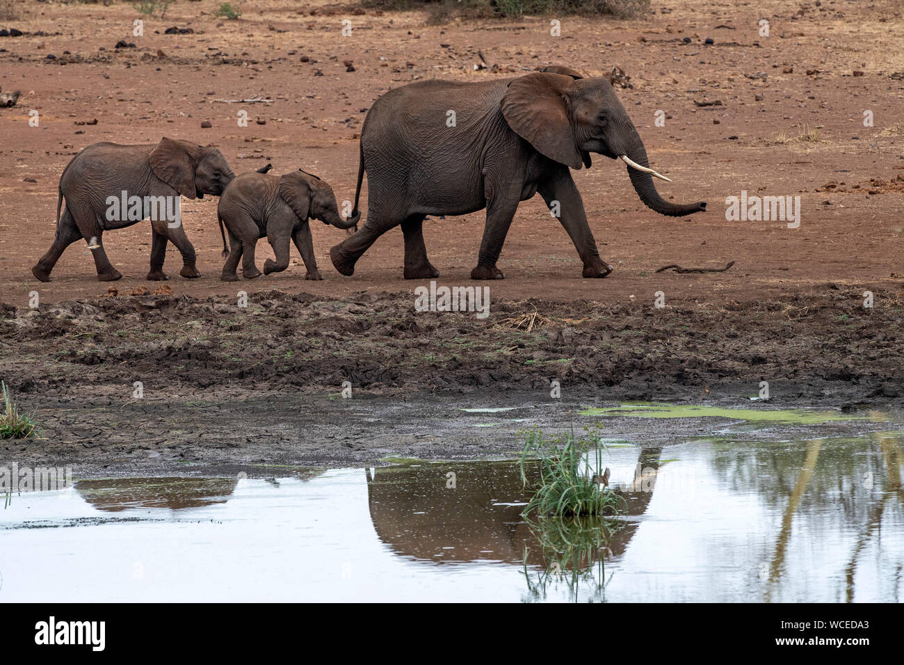 elephant group while drinking at the pool in kruger park south africa ...