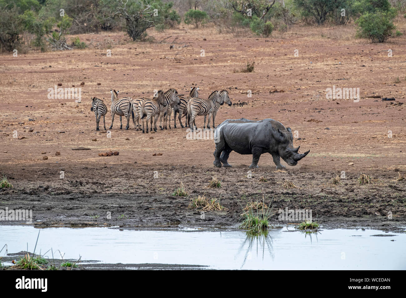 rhino drinking at the pool in kruger park south africa portrait with ...