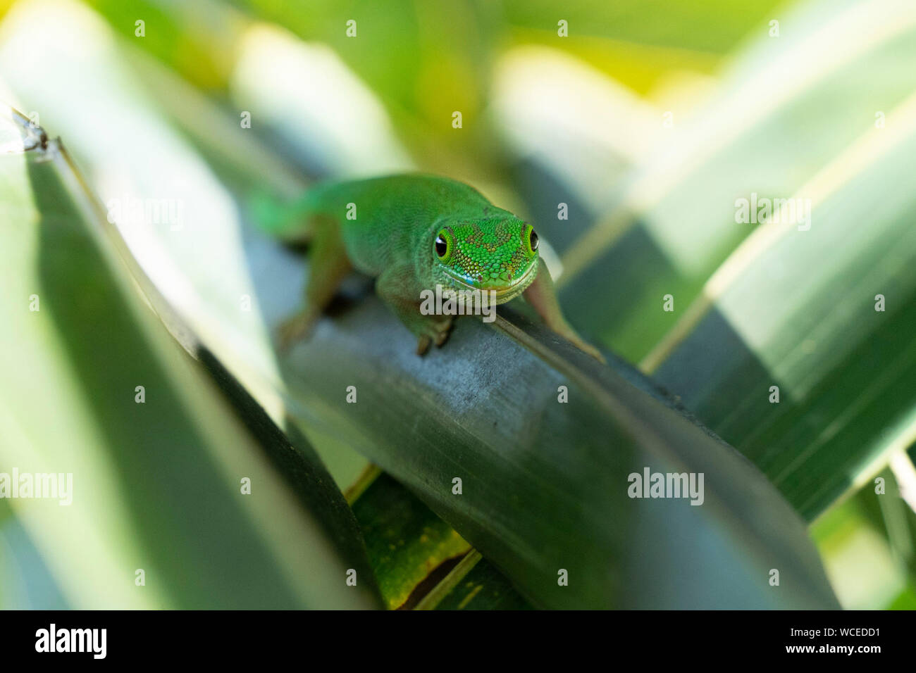 gold dust green gecko on green leave close up Stock Photo - Alamy