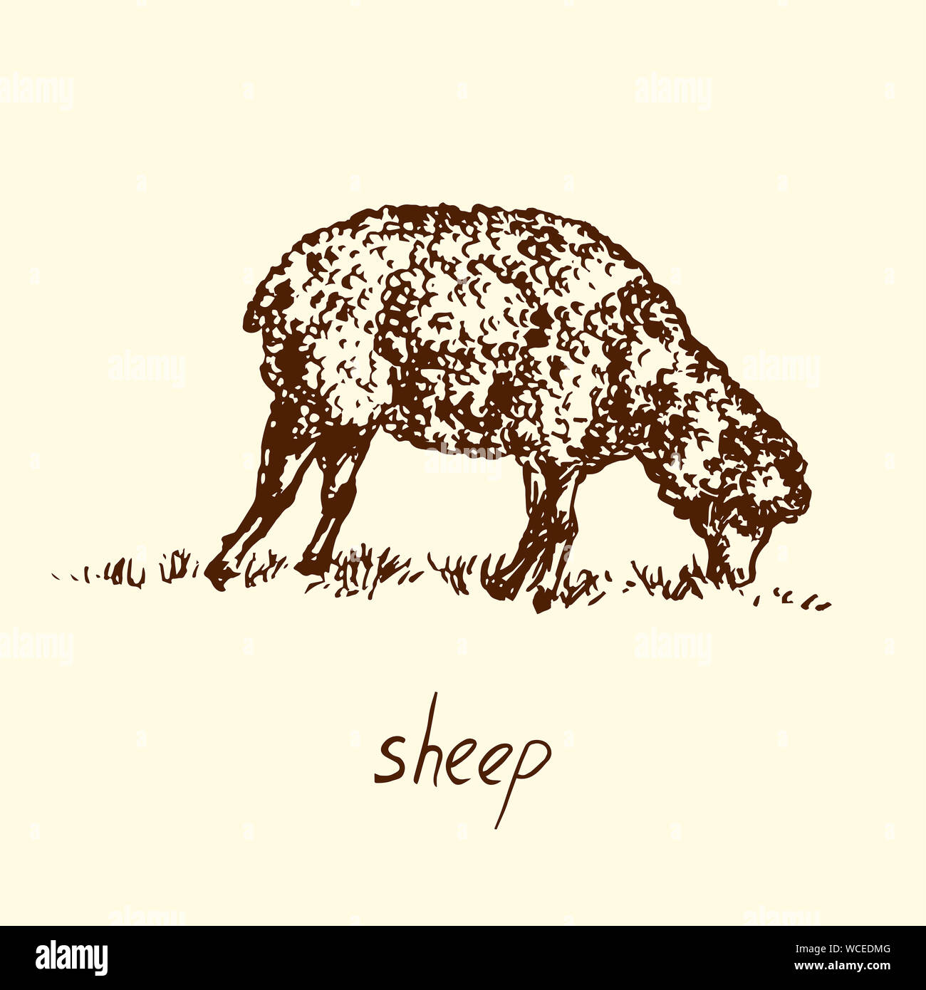 Sheep Side View Drawing