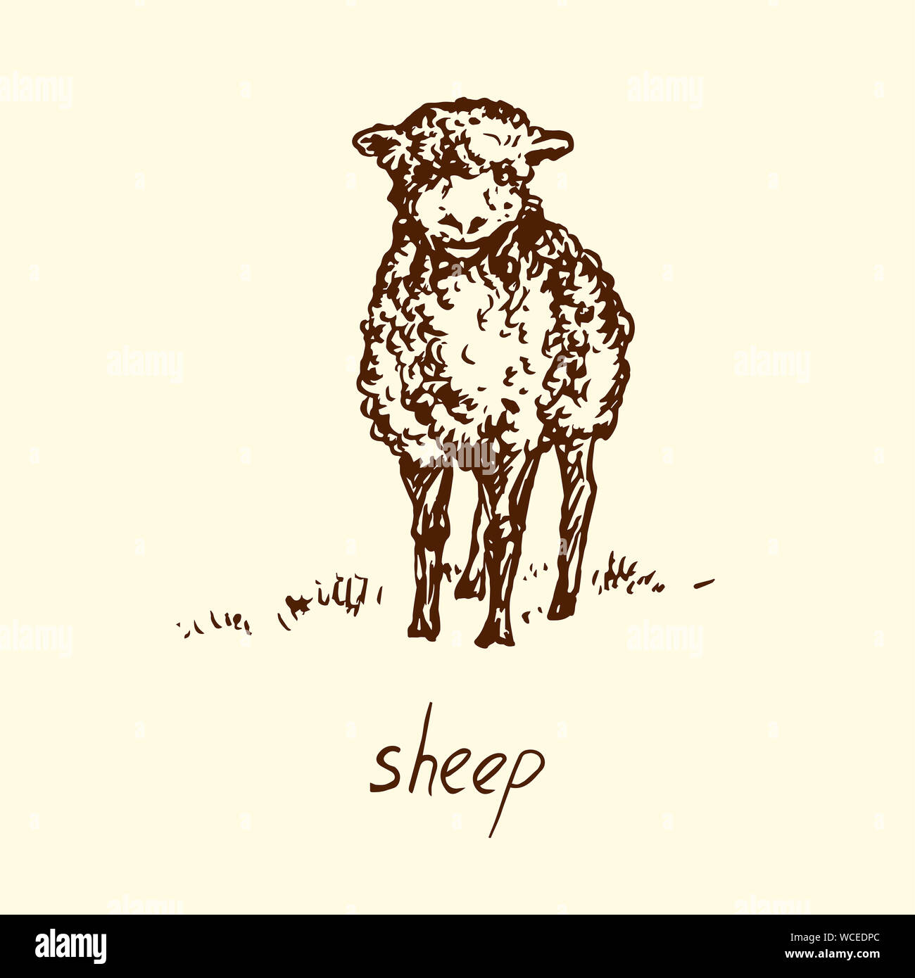 Sheep Side View Drawing