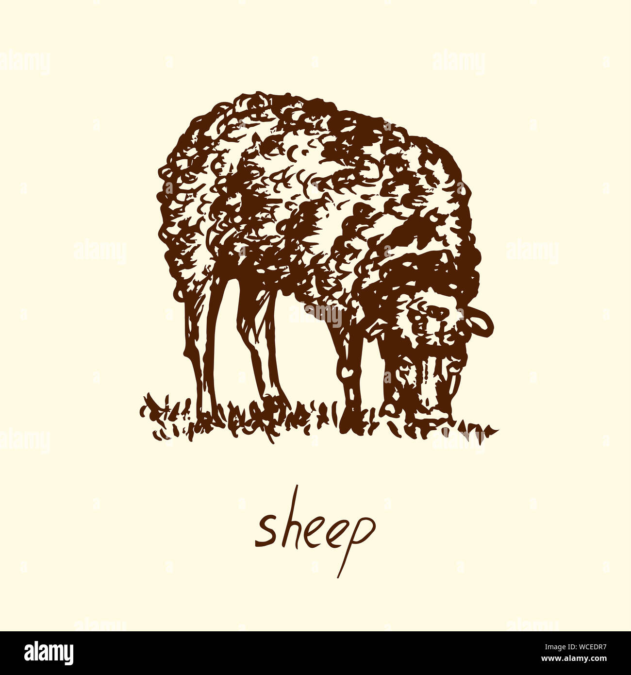 Sheep standing and grazing side view, sketch in retro doodle gravure ...