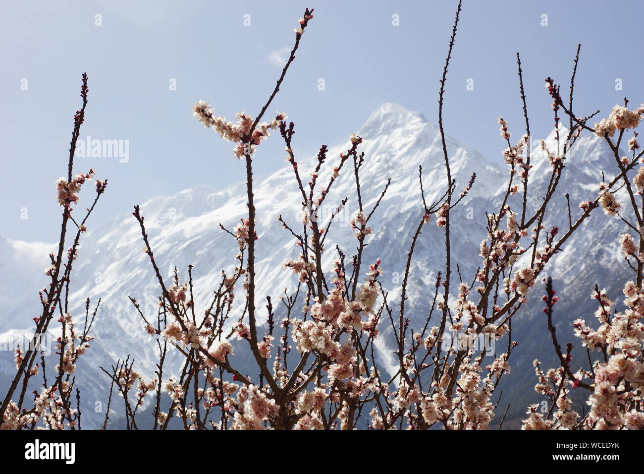 Blossom of snow hi-res stock photography and images - Alamy
