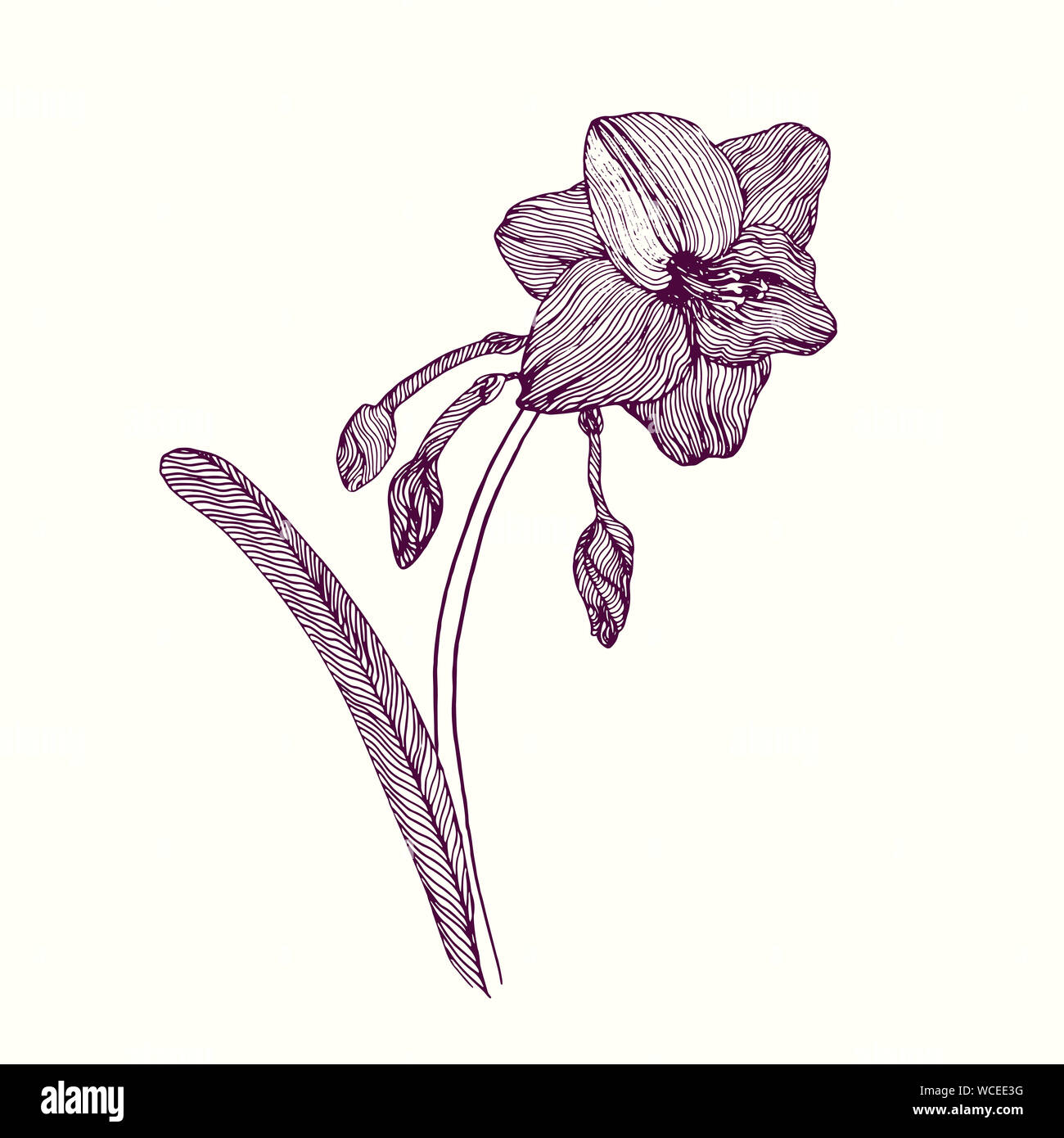 Amaryllis Flower Drawing
