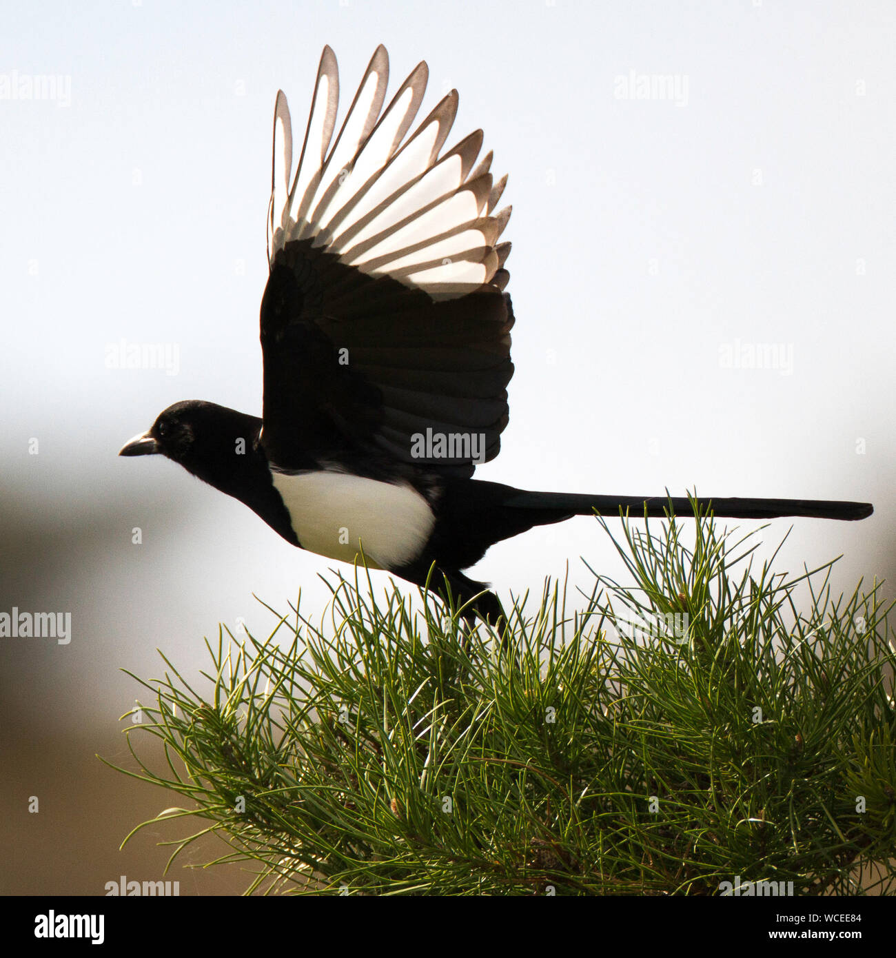 Magpie Flying High Resolution Stock Photography and Images - Alamy