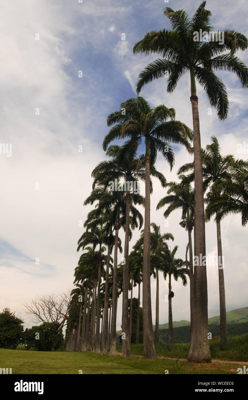 Palm row of palm trees hi-res stock photography and images - Alamy