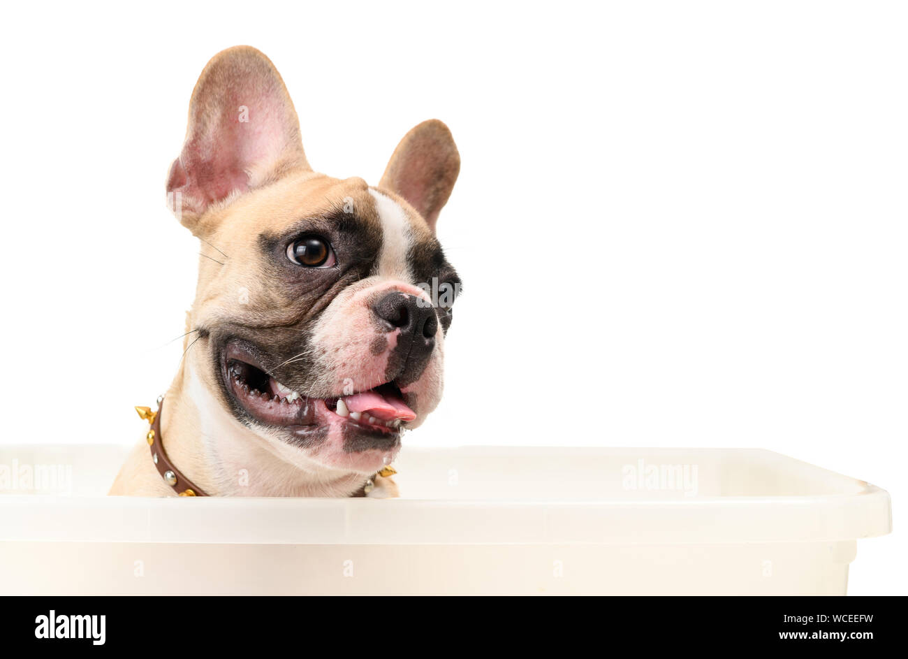 Head of french bulldog smile in box isolated on white background, pet ...