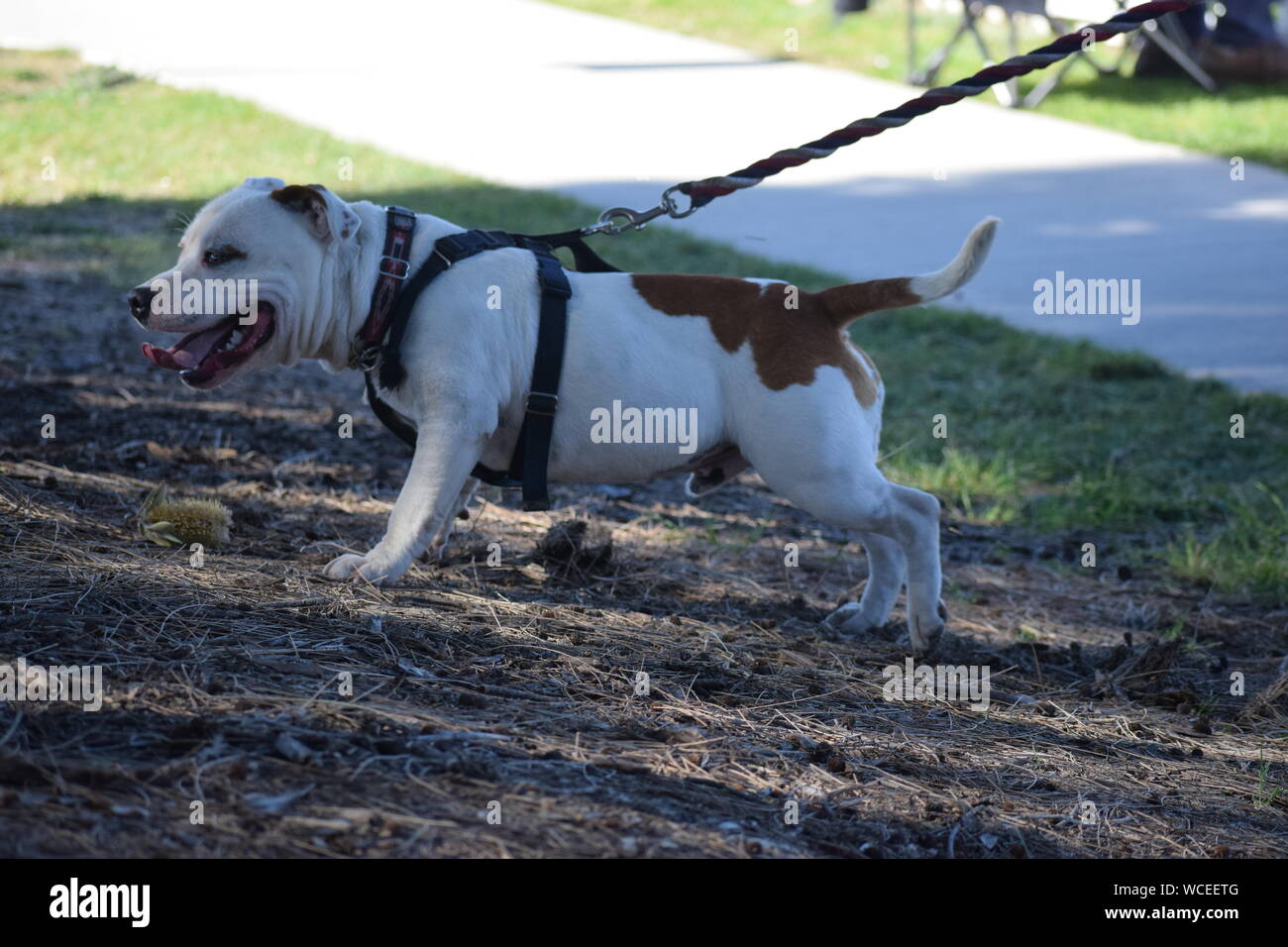 Australian bulldog hi-res stock photography and images - Alamy