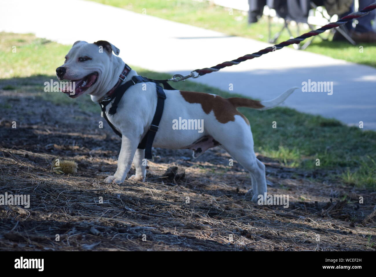 Australian activity hi-res stock photography and images - Alamy