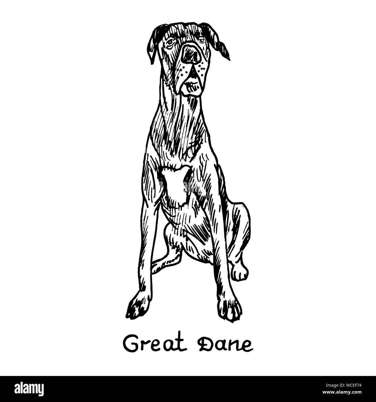 Great Dane Black And White Drawing