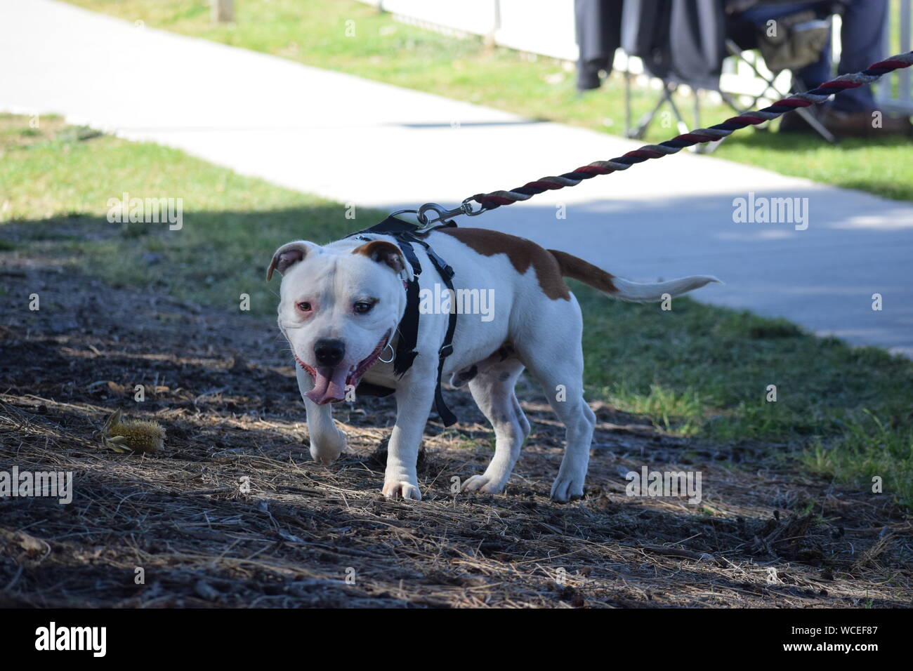 Australian Bull Dog Stock Photo - Alamy