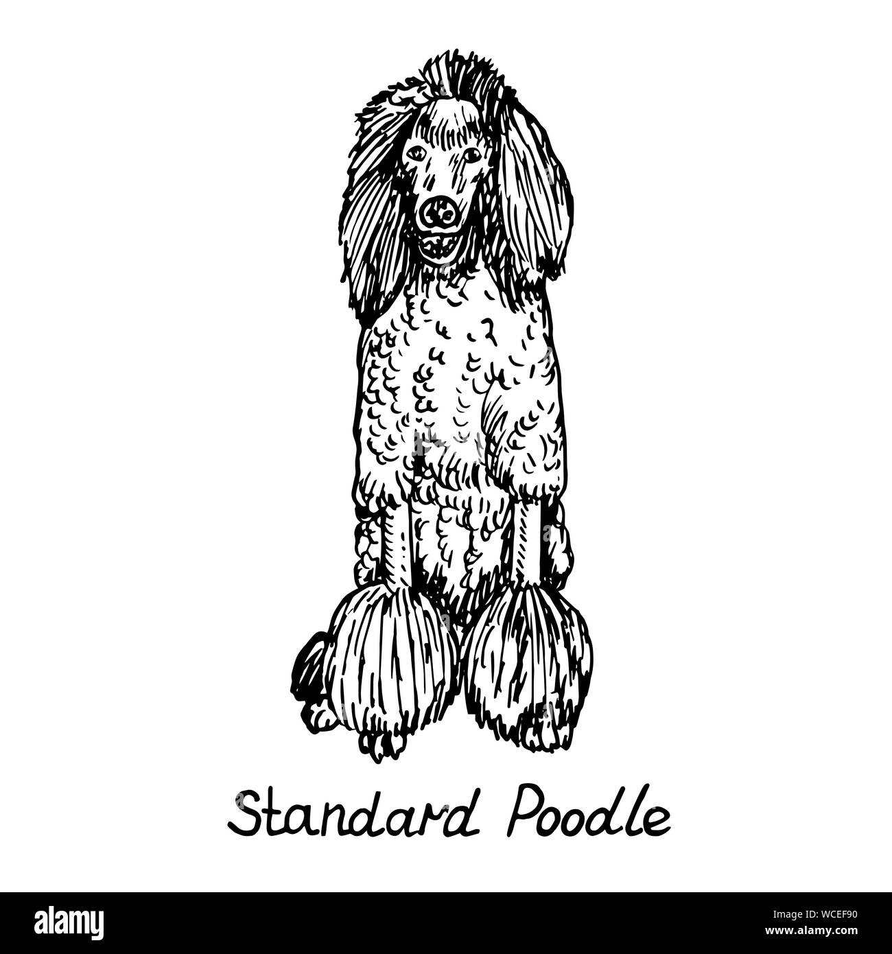 Caniche Dog High Resolution Stock Photography and Images - Alamy