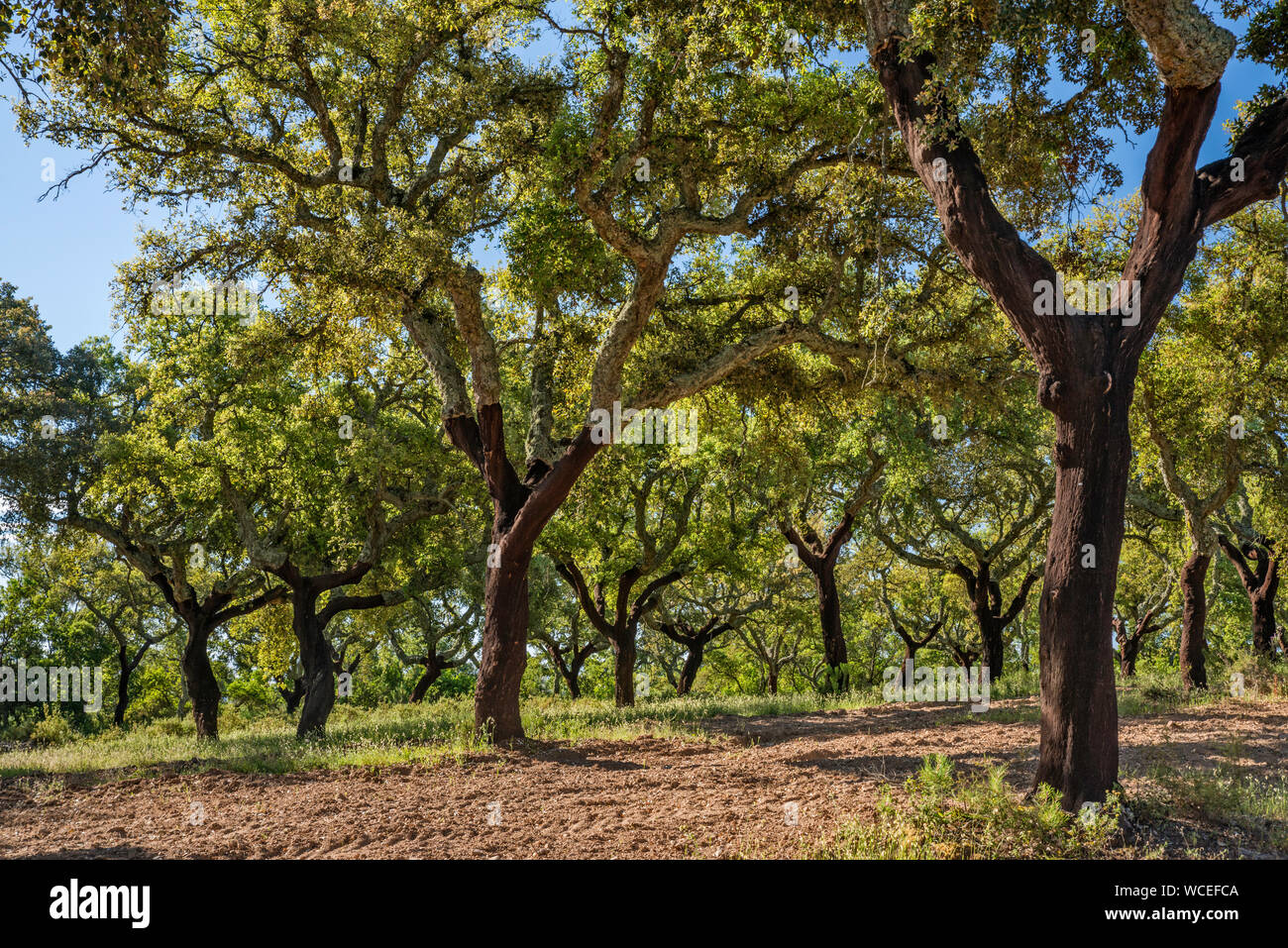 Orchard plantation hi-res stock photography and images - Alamy