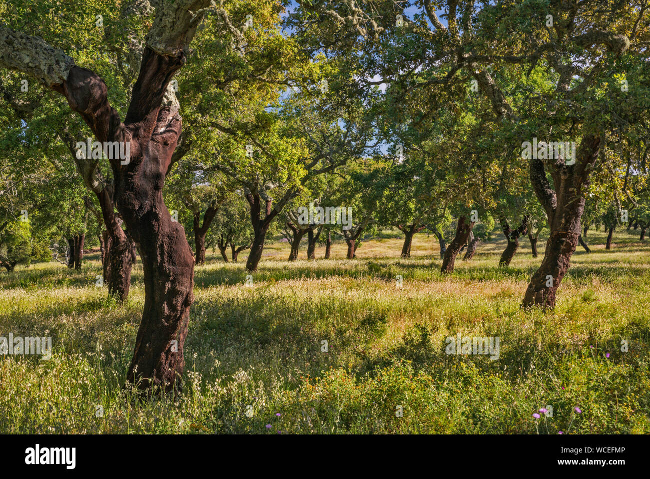 Cork tree plantation in Serra de Monfurado, near Almendres Cromlech ...