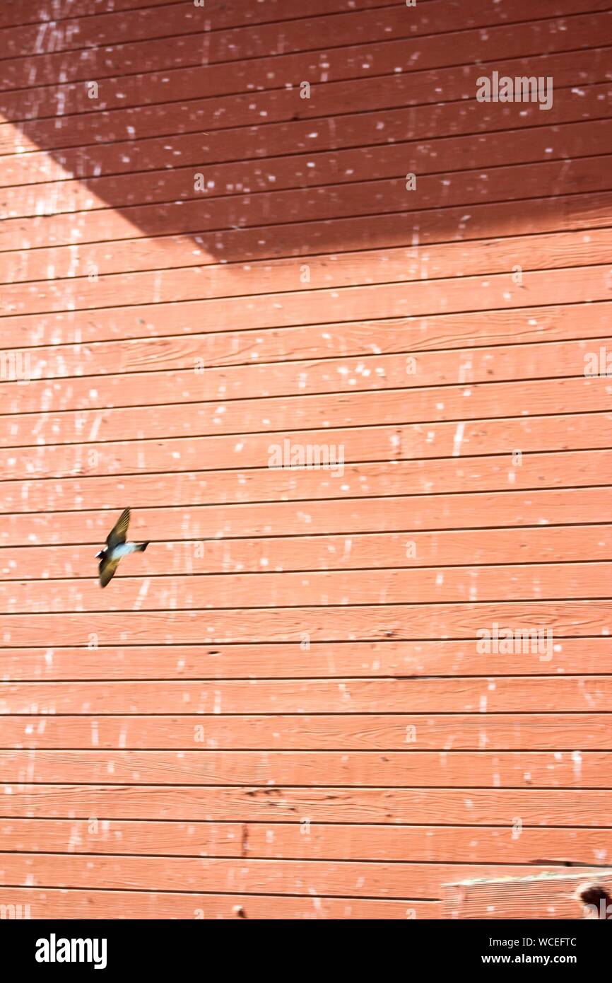 Flying kingfisher hi-res stock photography and images - Alamy