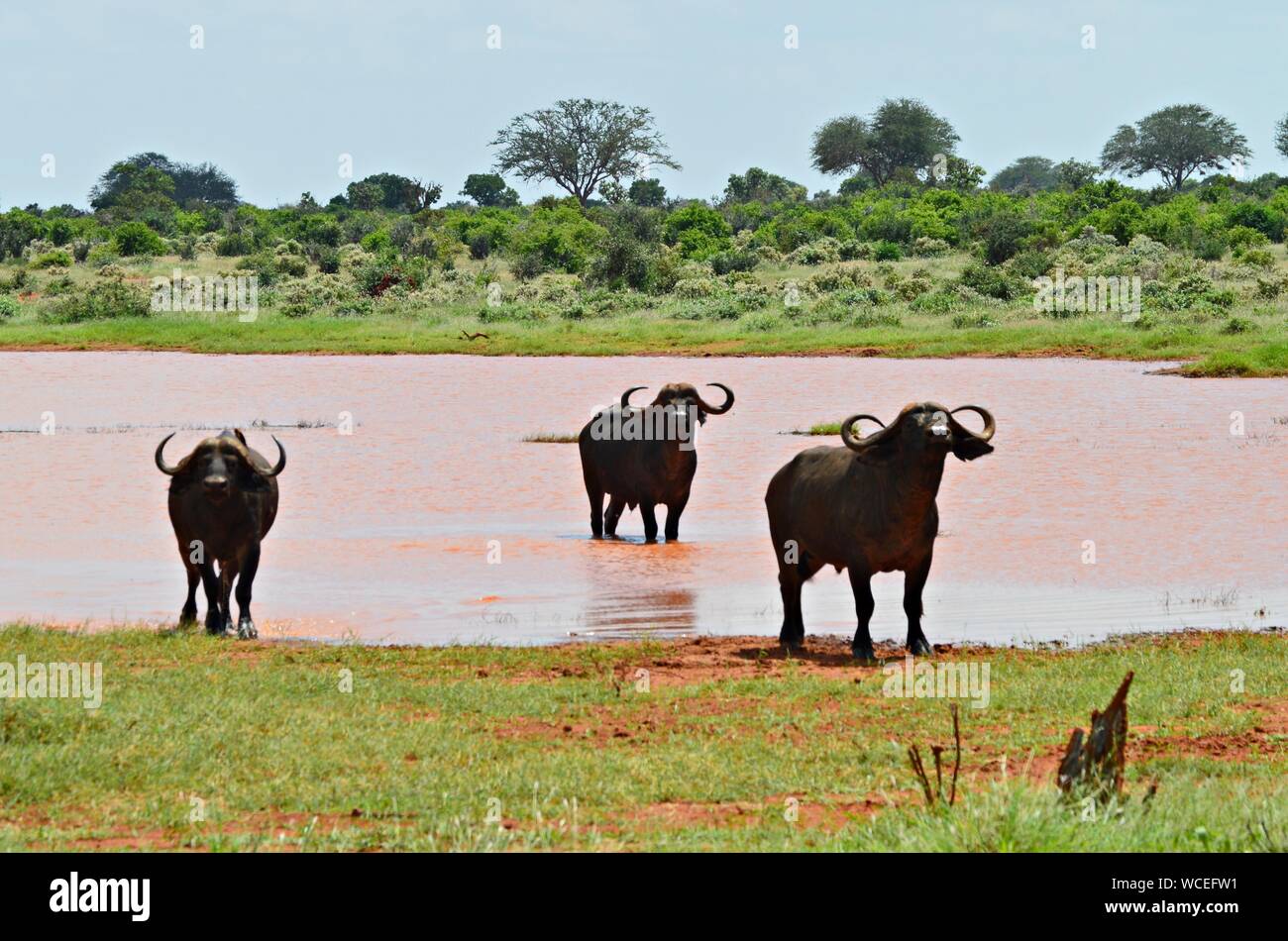 Water buffalos hi-res stock photography and images - Alamy