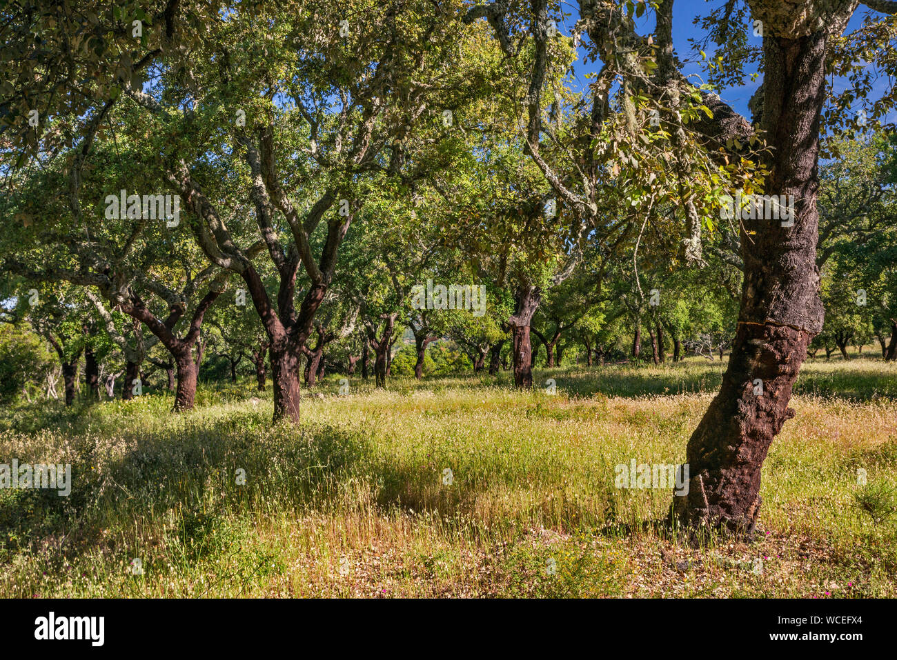 Cork tree hi-res stock photography and images - Alamy