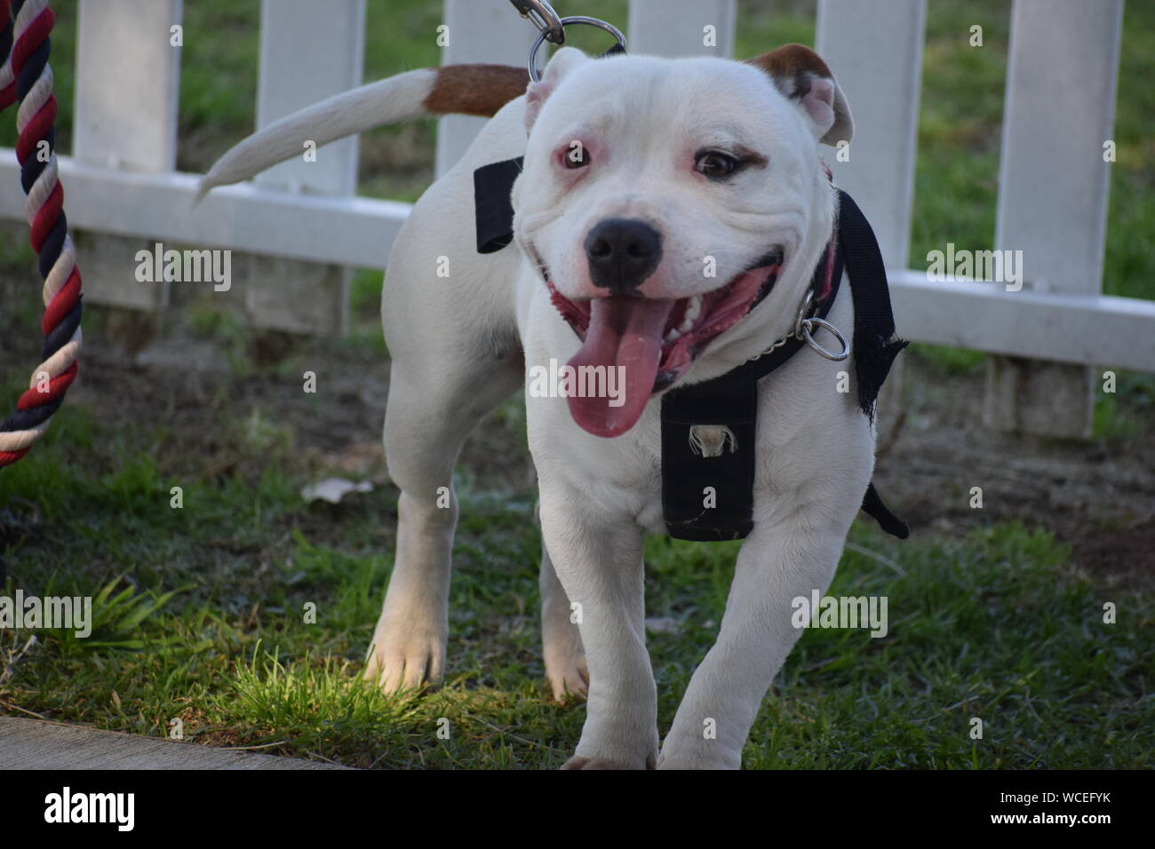 Typical australian animal hi-res stock photography and images - Alamy