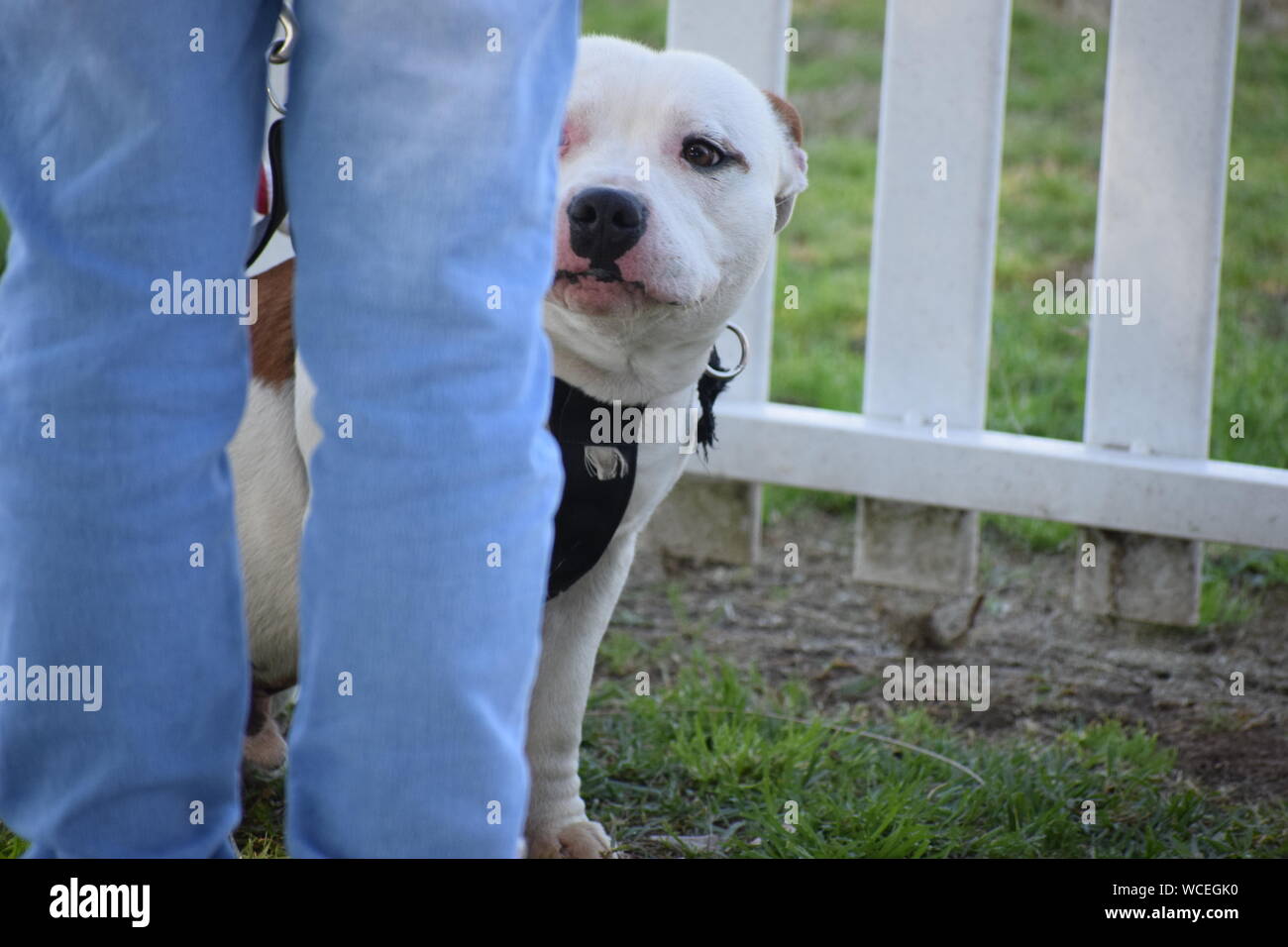 Australian Bull Dog Stock Photo - Alamy