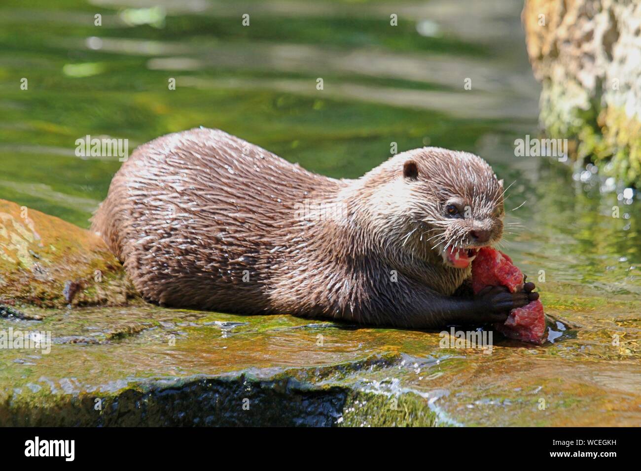 Otter rock eating hi-res stock photography and images - Alamy