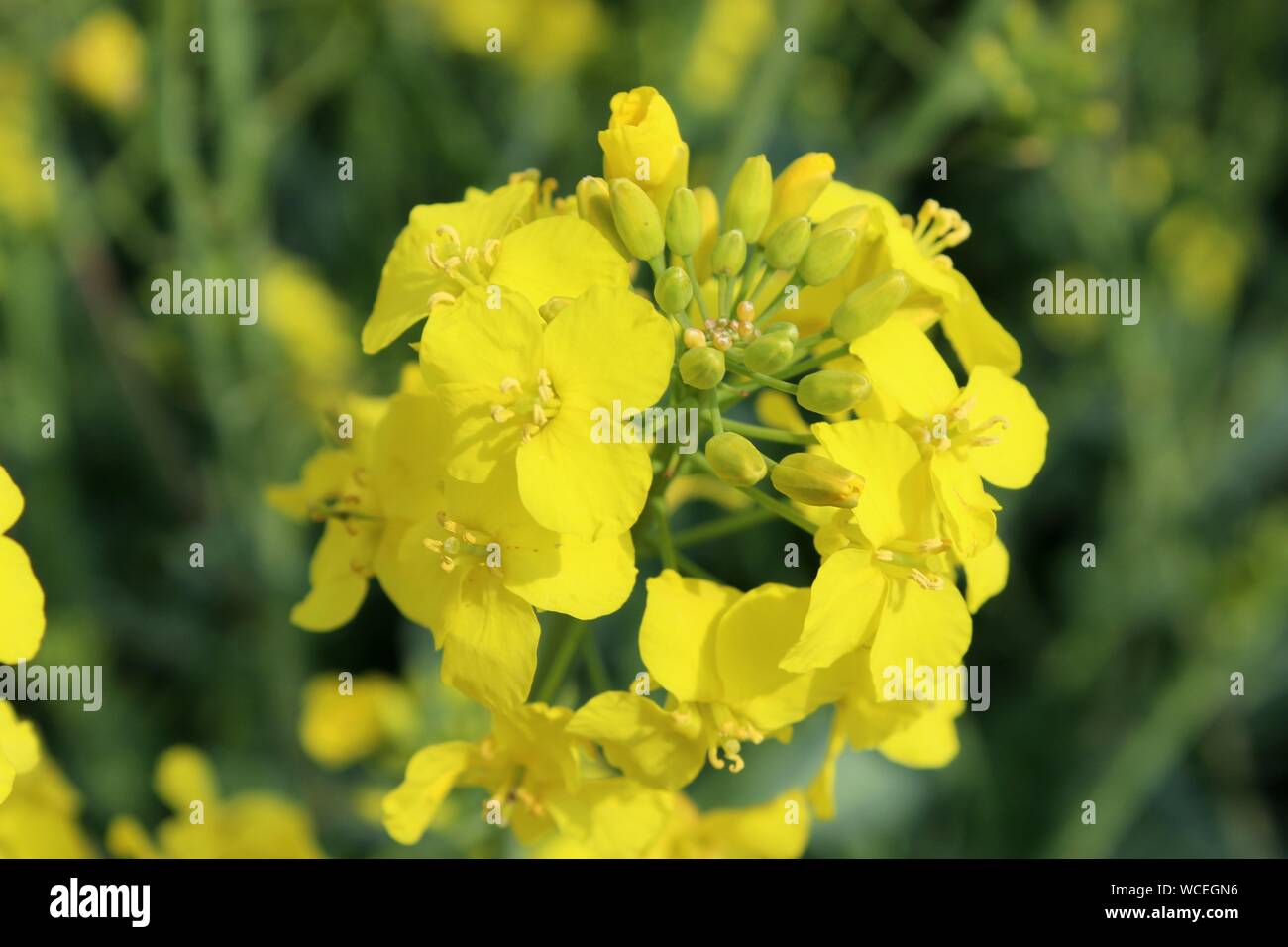 Canola flowers hi-res stock photography and images - Alamy