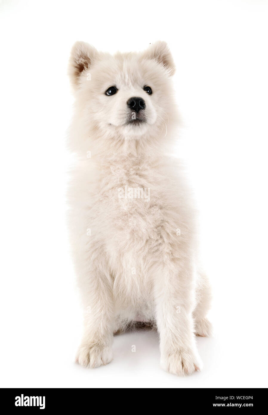 puppy samoyed dog in front of white background Stock Photo - Alamy