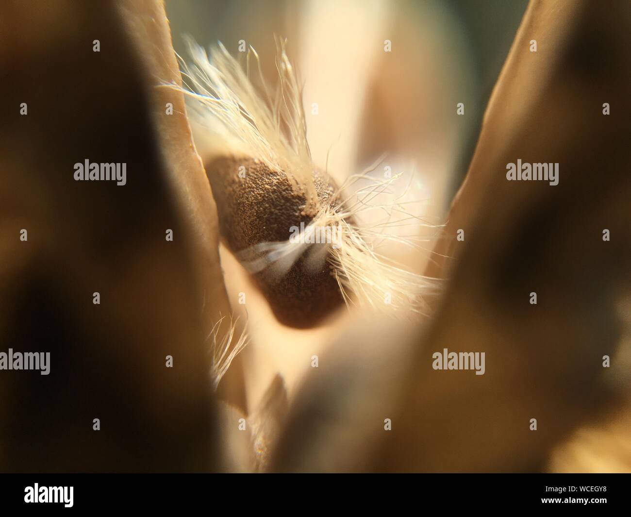 Flower and seed hi-res stock photography and images - Alamy
