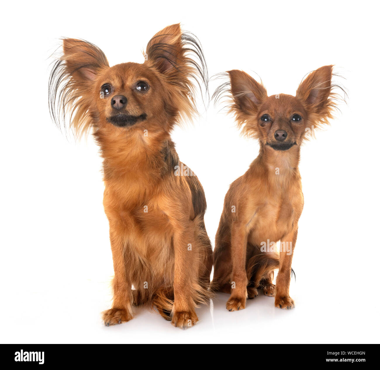Russkiy Toys in front of white background Stock Photo - Alamy