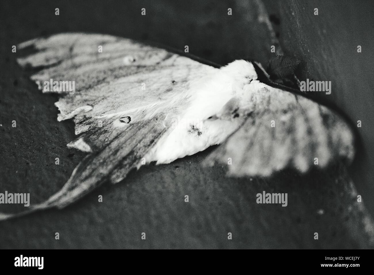 Death moth hi-res stock photography and images - Alamy