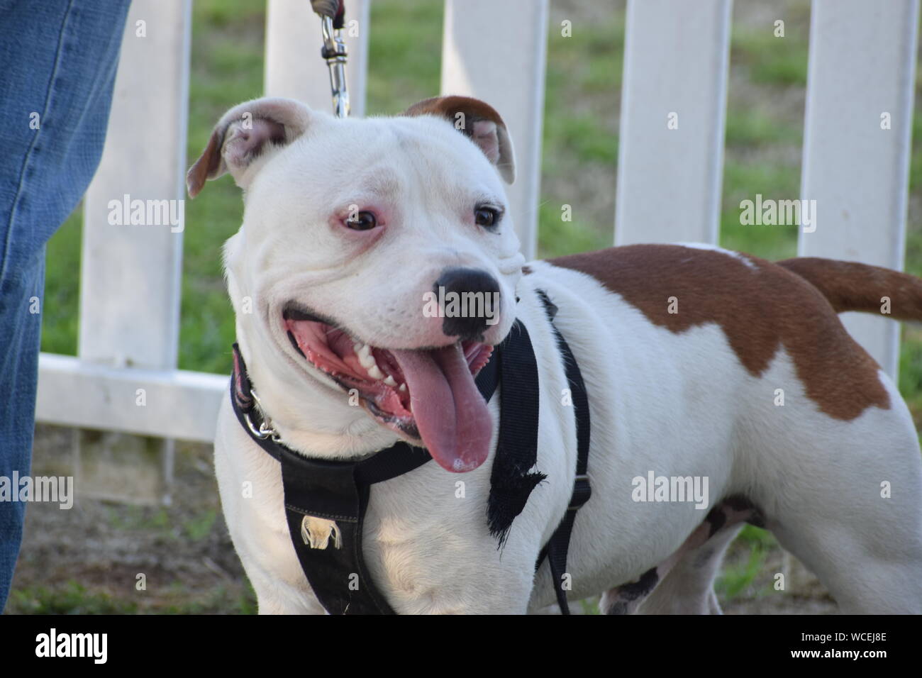 Australian Bull Dog Stock Photo - Alamy
