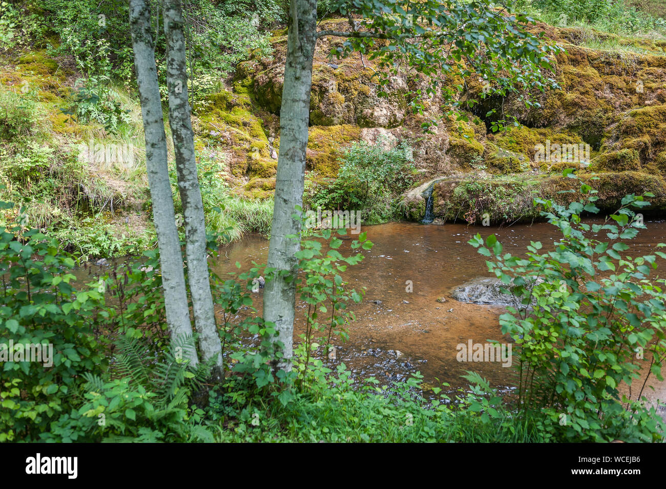 The Staburags cliff of Rauna located on the right bank of the Rauna ...