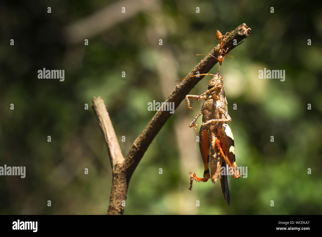 Hunting fire hi-res stock photography and images - Alamy