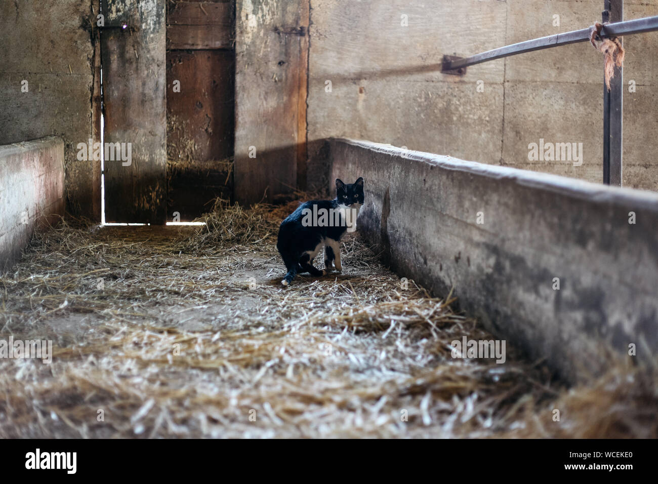 Cat stable hi-res stock photography and images - Alamy