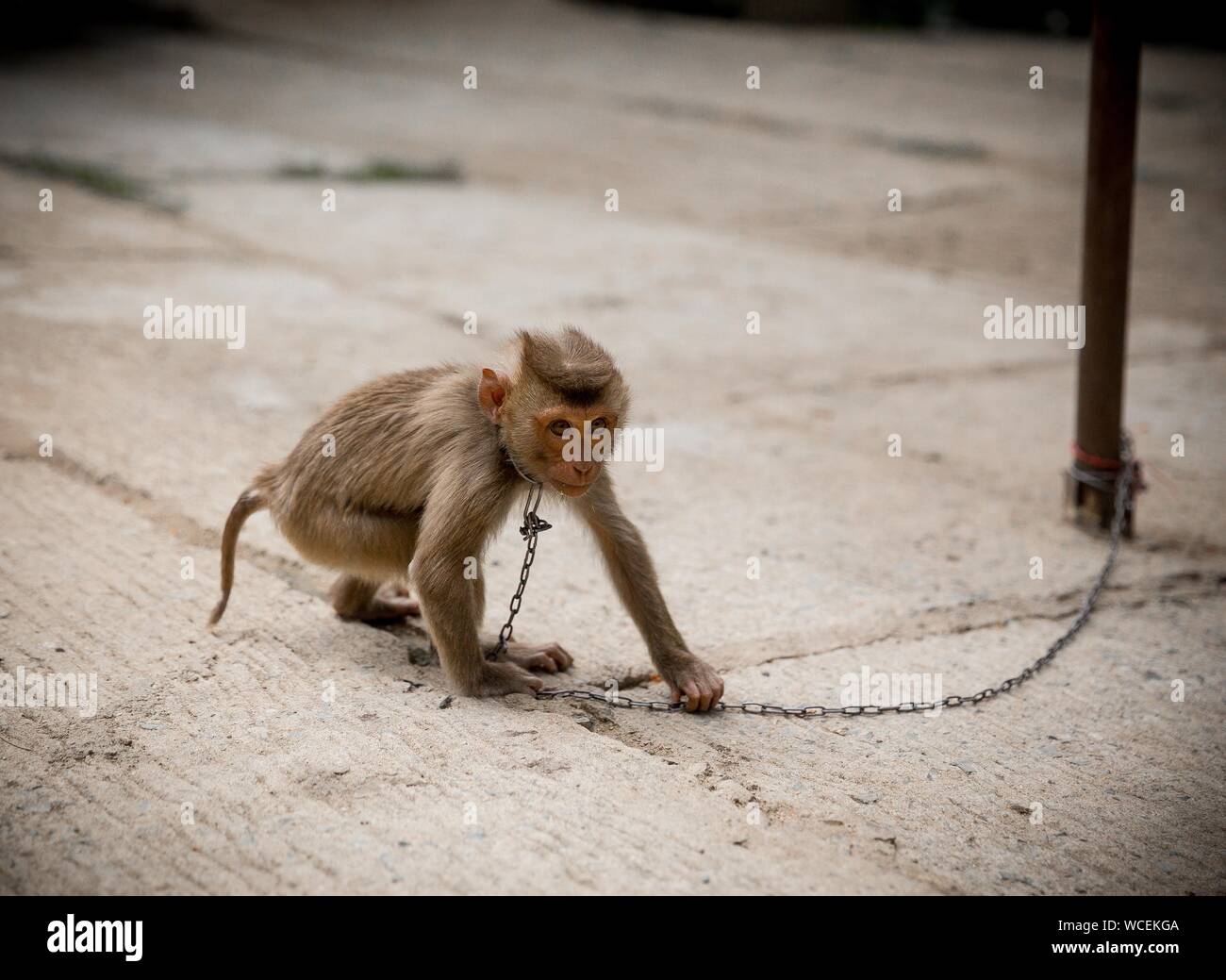 Monkey on chain hi-res stock photography and images - Alamy