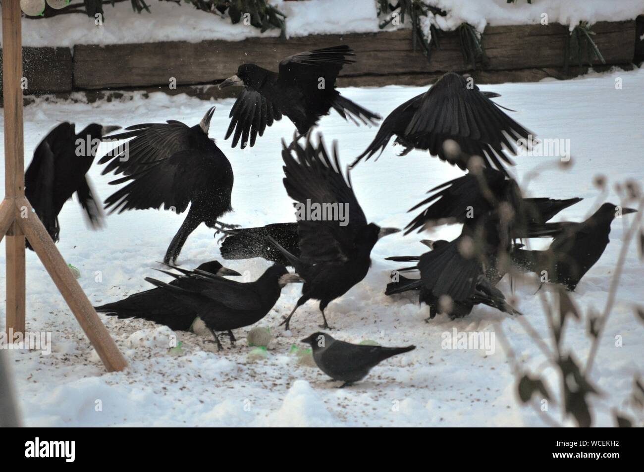 Large Crows High Resolution Stock Photography and Images - Alamy