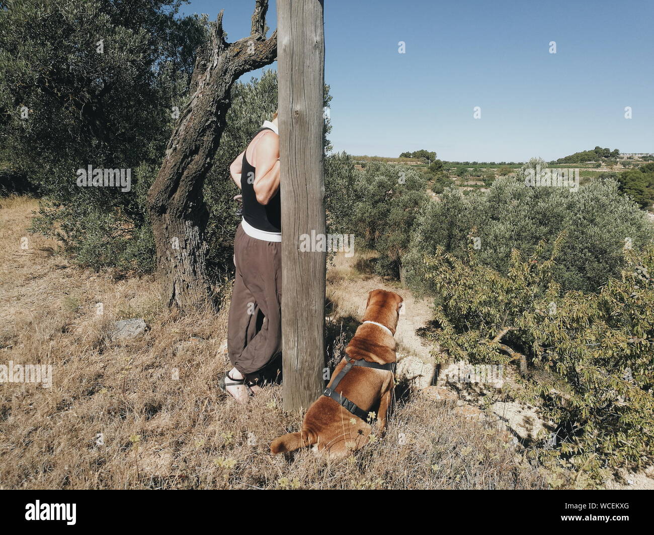 Dog Hiding Face High Resolution Stock Photography and Images - Alamy
