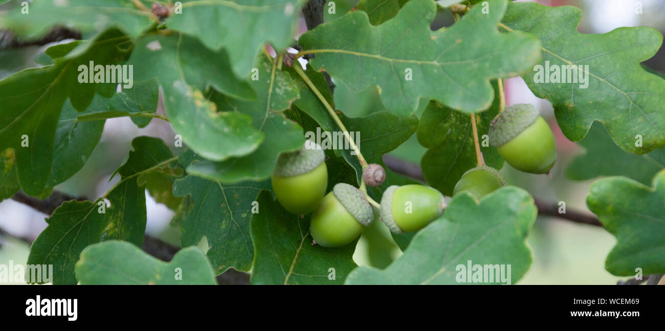 Finnish Oak tree with acorns Stock Photo - Alamy