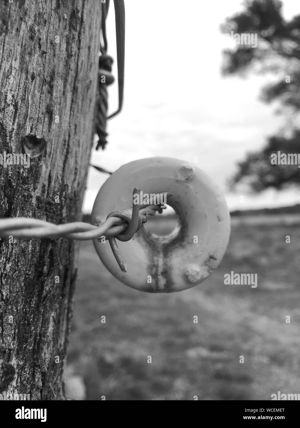 Tree barbed wire trunk hi-res stock photography and images - Alamy